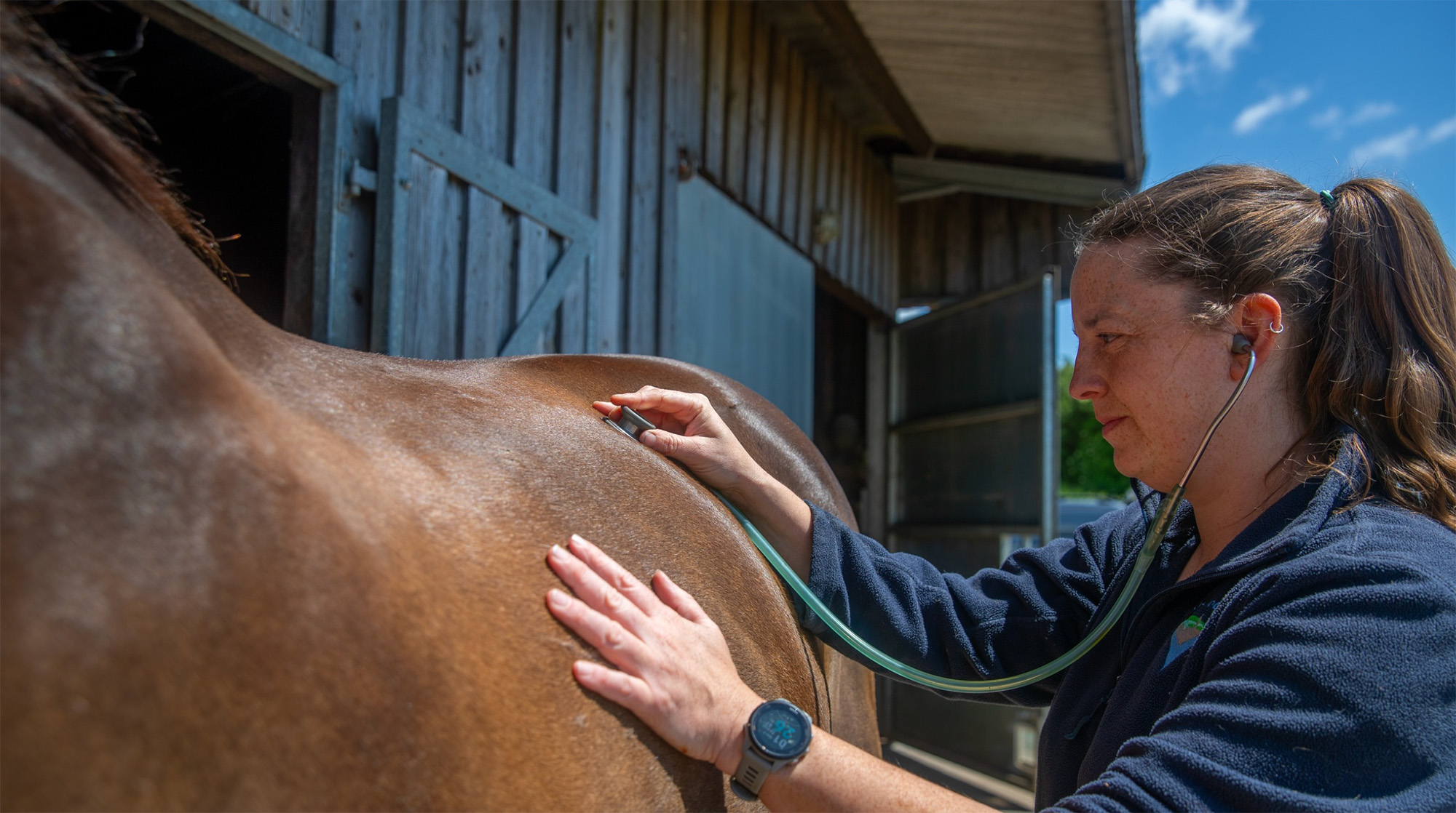 Equine Health | Common Equine Conditions & Diseases | South Moor Equine ...